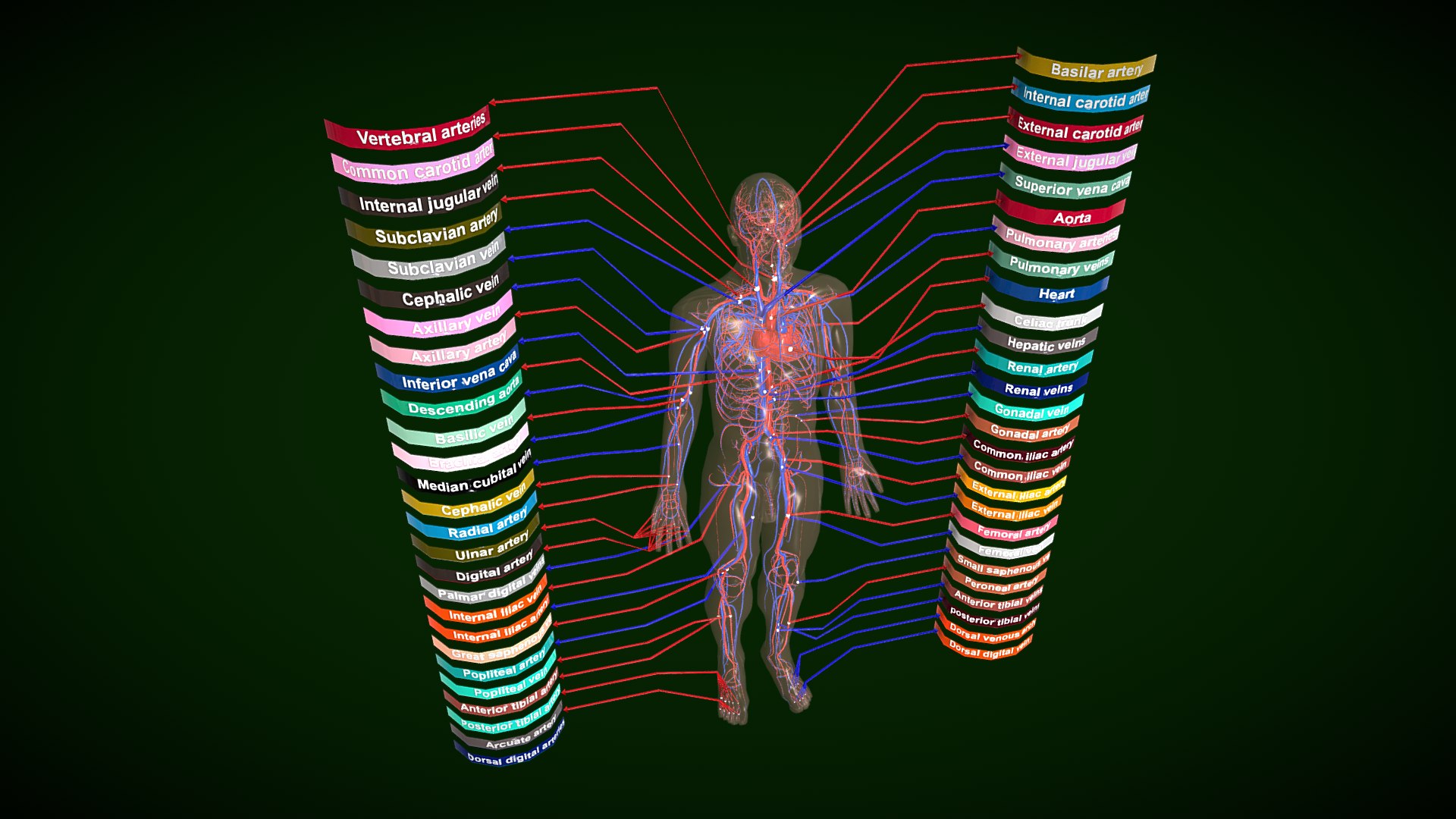 Circulatory System Human Anatomy 3D - TurboSquid 2155346