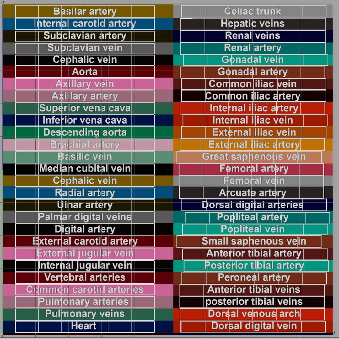 Circulatory System Human Anatomy 3D - TurboSquid 2155346