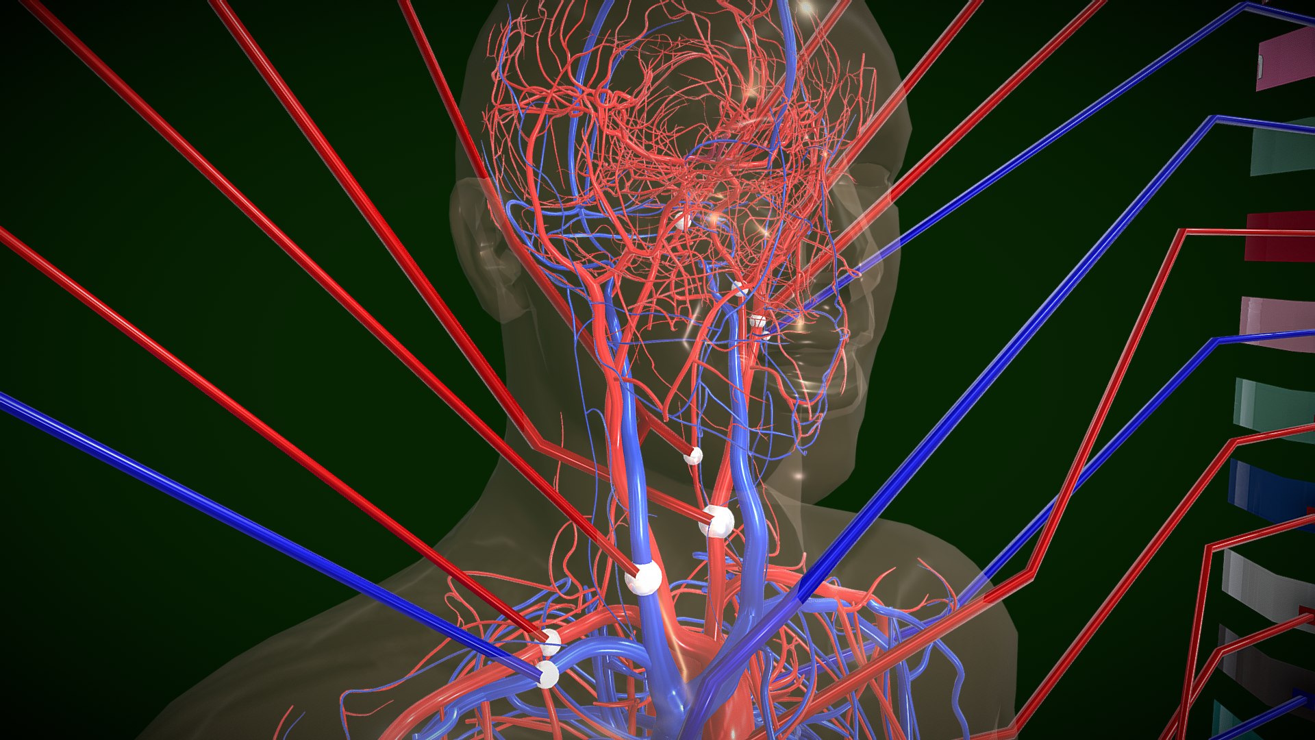 Circulatory System Human Anatomy 3D - TurboSquid 2155346