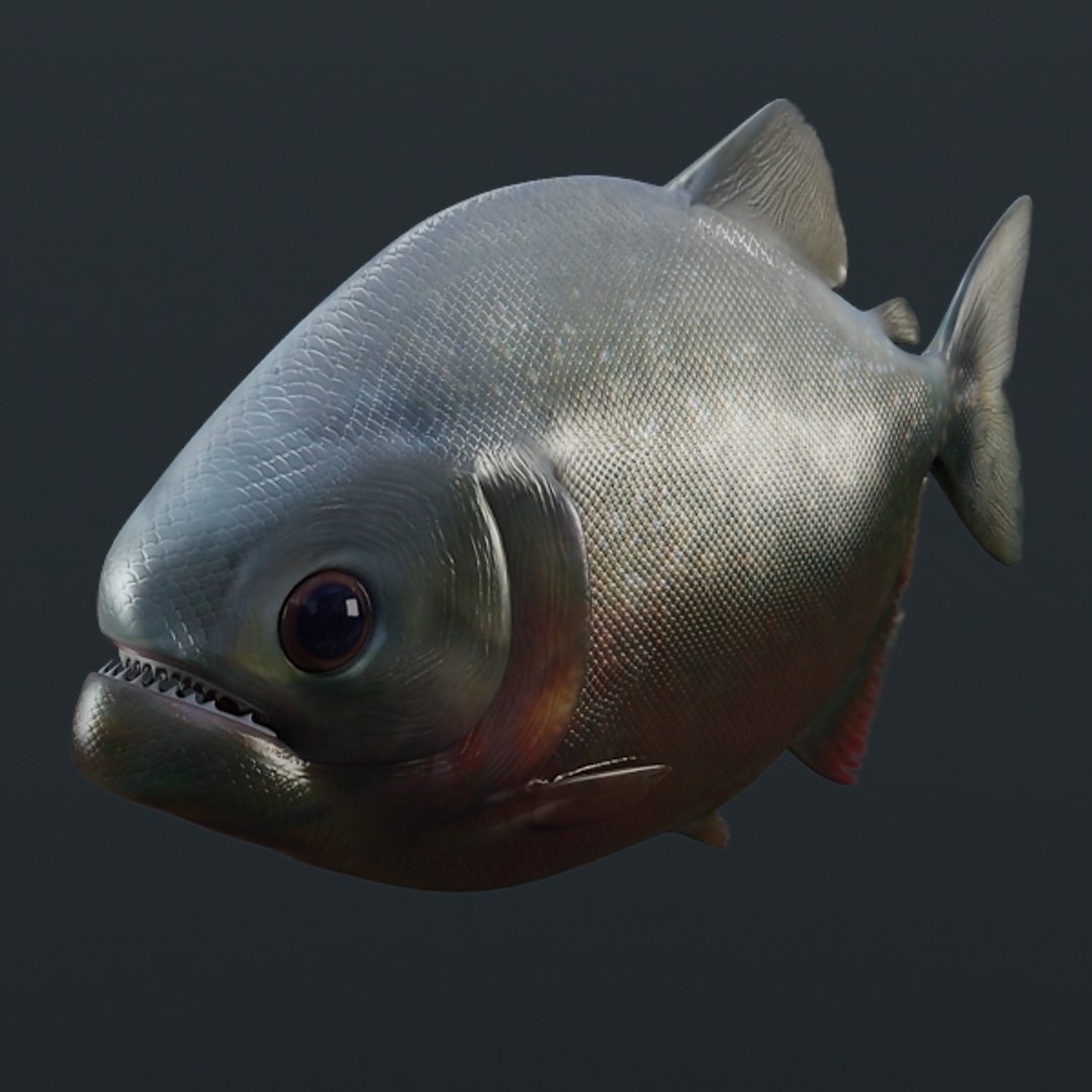 3d Piranha Fish