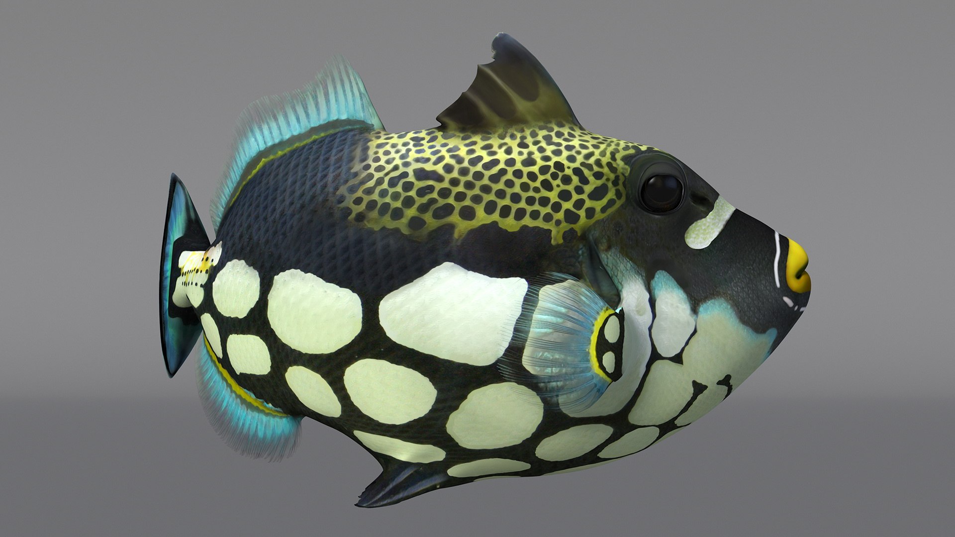 3D Balistoides Conspicillum Or Bigspotted Triggerfish Model - TurboSquid 2264718