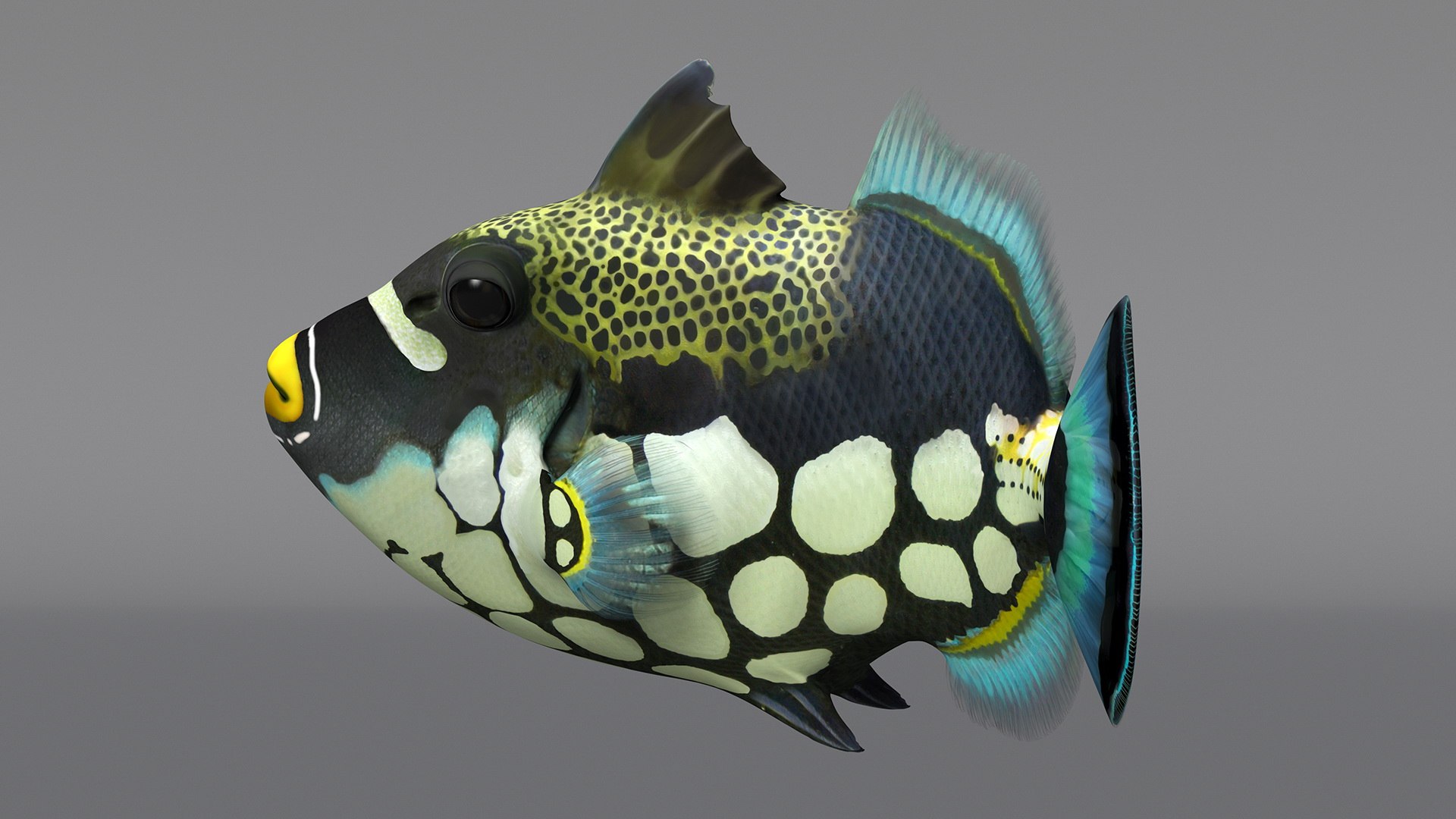 3D Balistoides Conspicillum Or Bigspotted Triggerfish Model - TurboSquid 2264718