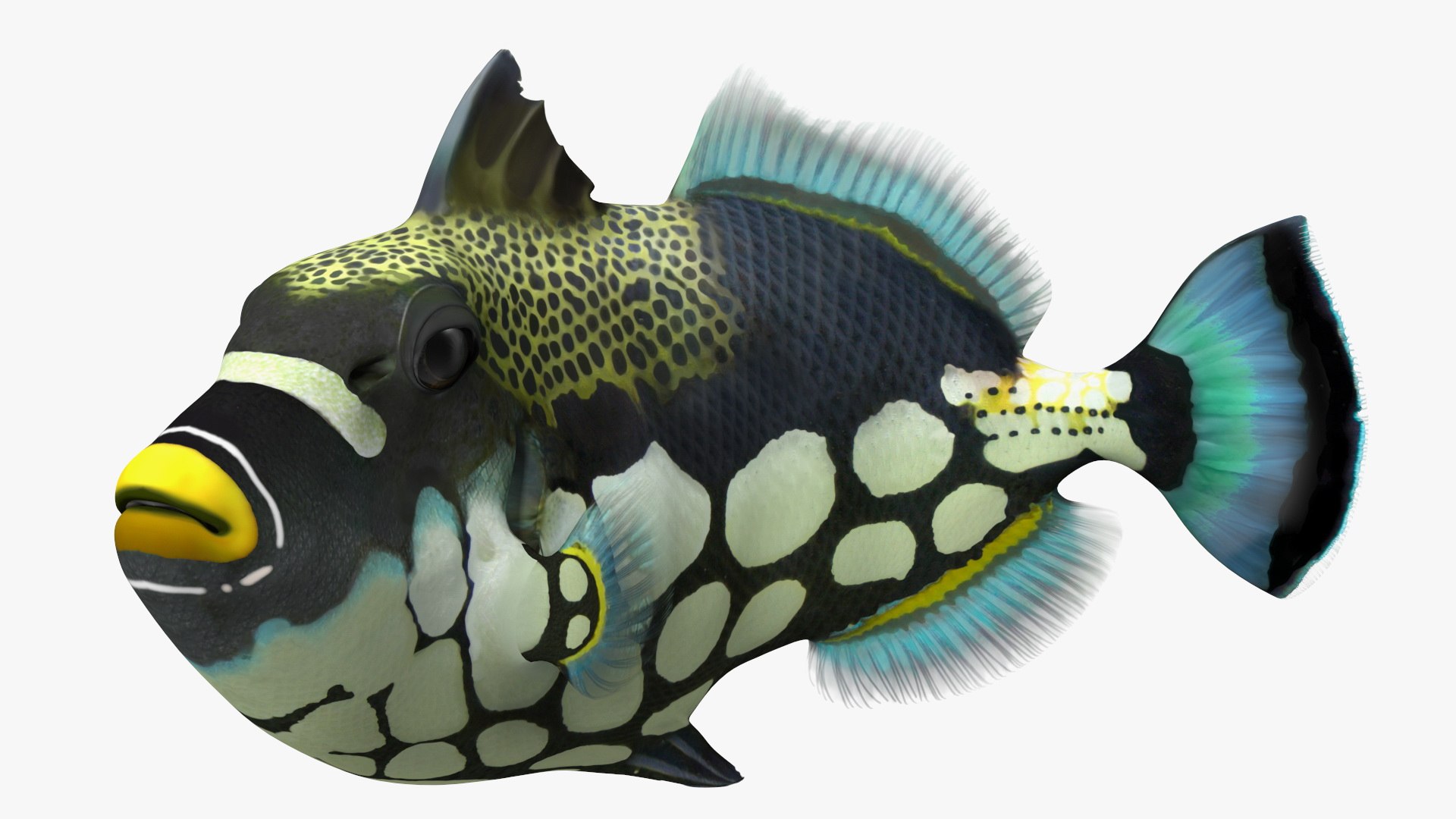 3D Balistoides Conspicillum Or Bigspotted Triggerfish Model ...