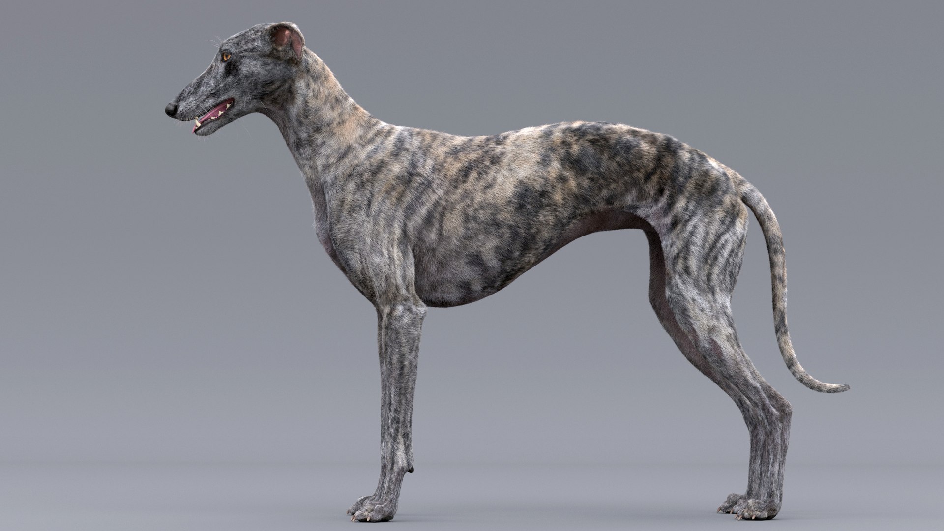 Realistic greyhound fur 2 3D model - TurboSquid 1547638