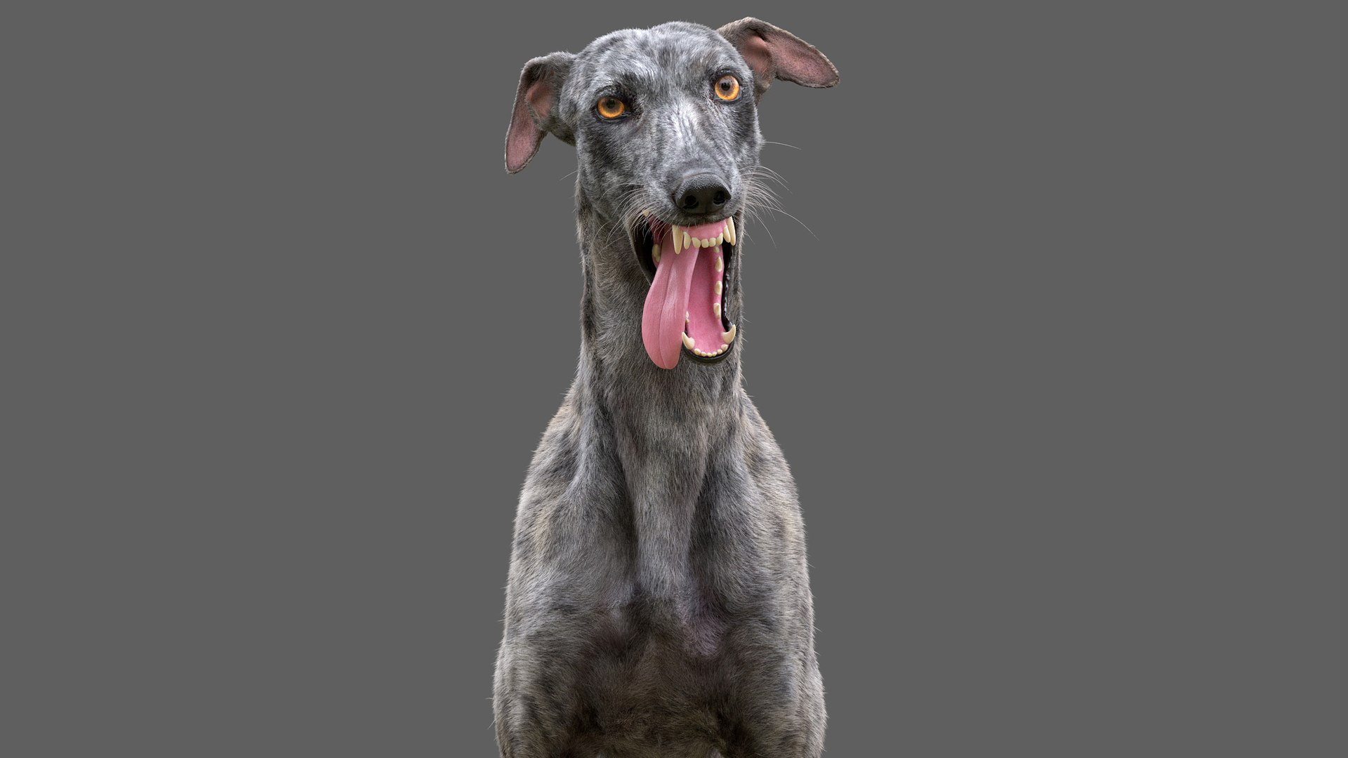 Realistic greyhound fur 2 3D model - TurboSquid 1547638
