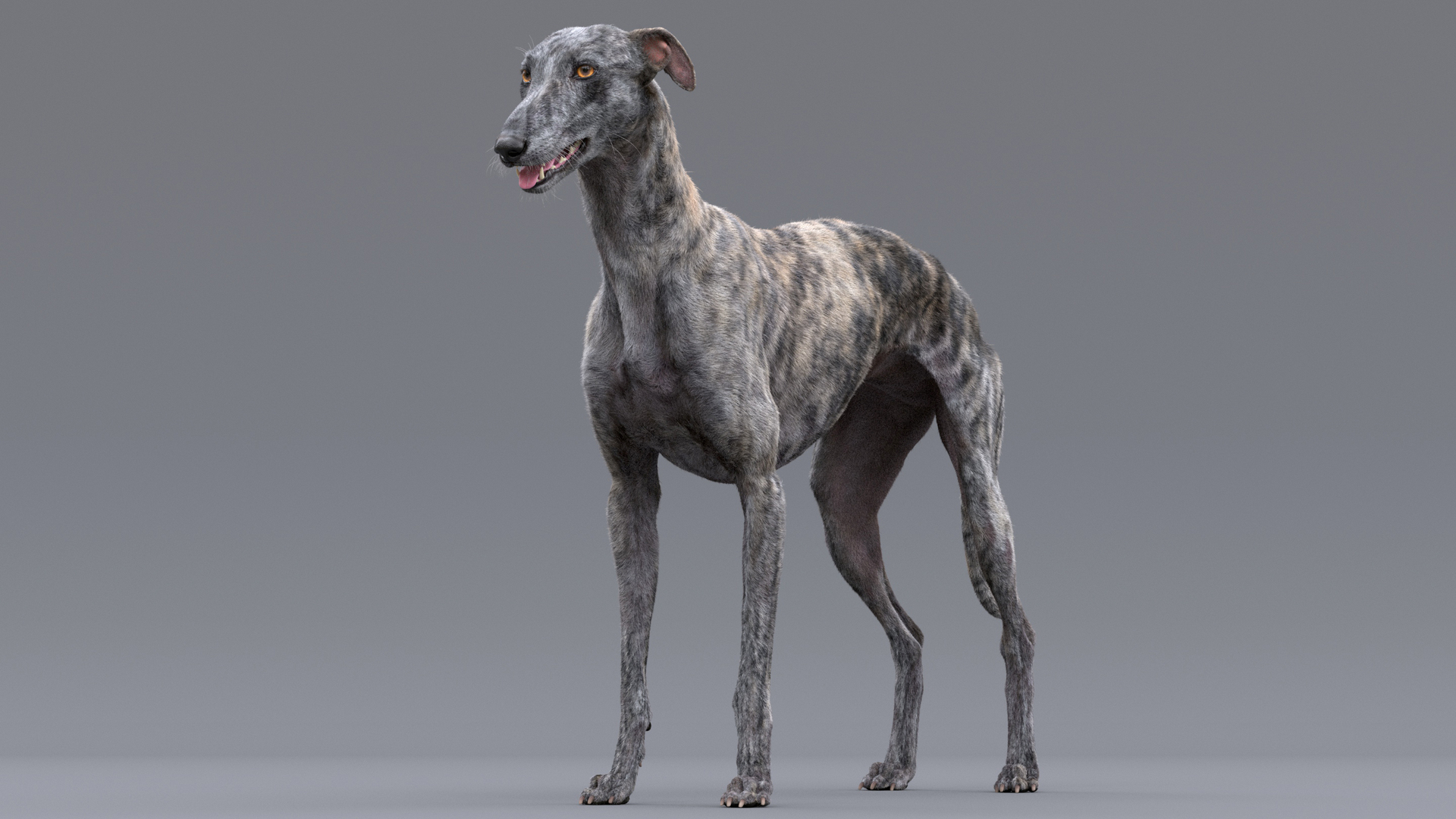Realistic greyhound fur 2 3D model - TurboSquid 1547638