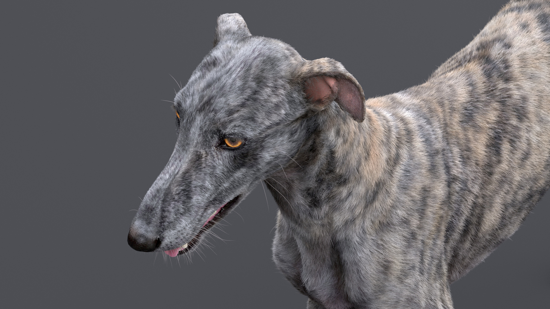 Realistic greyhound fur 2 3D model - TurboSquid 1547638