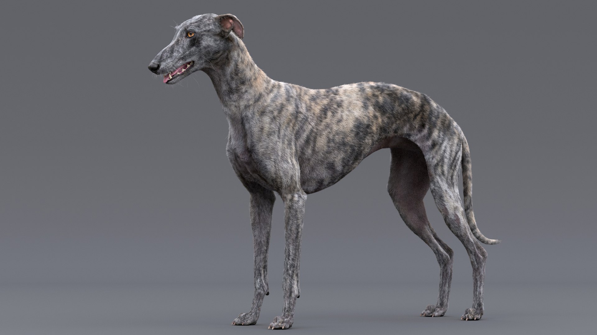 Realistic greyhound fur 2 3D model - TurboSquid 1547638