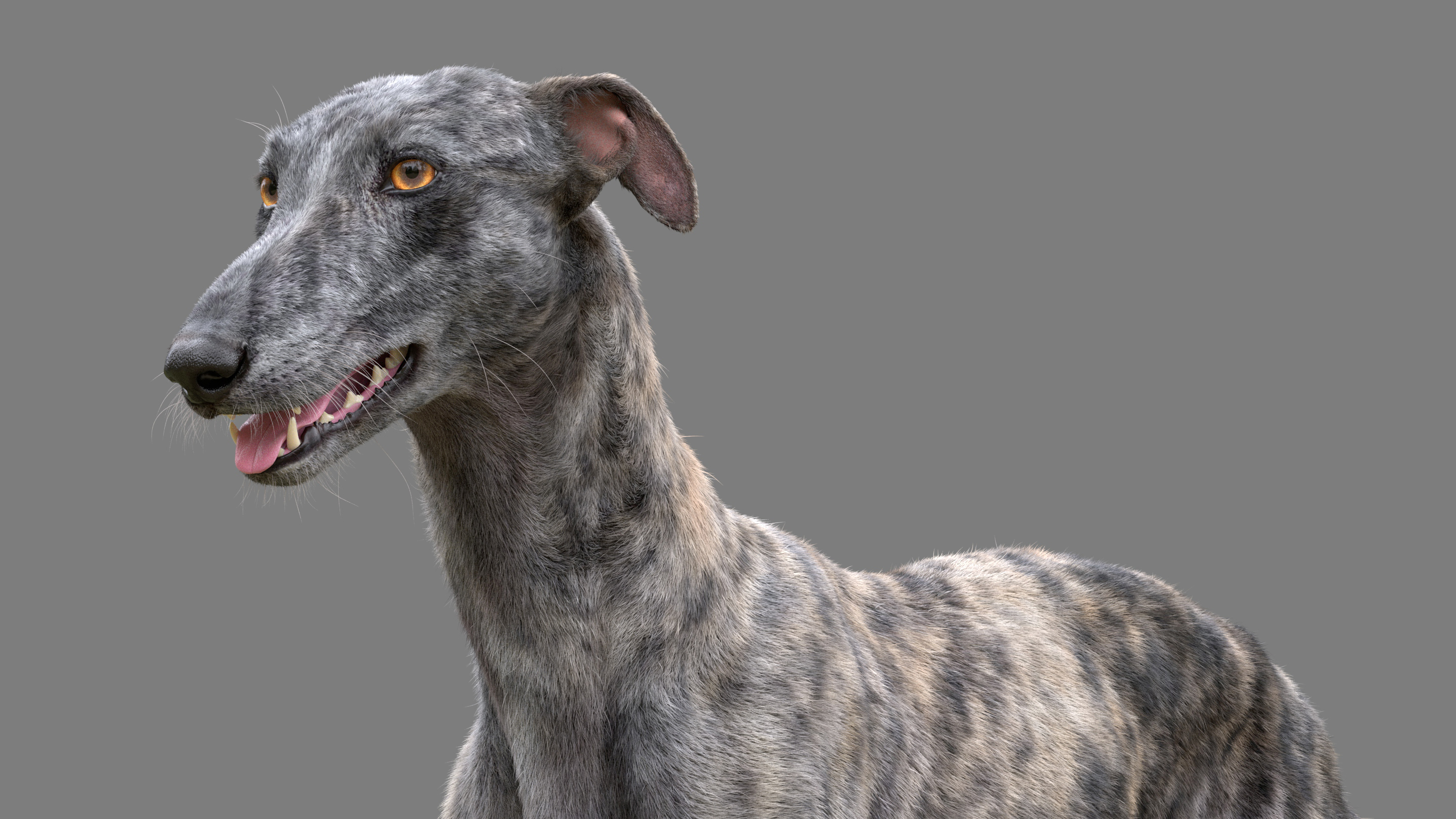 Realistic greyhound fur 2 3D model - TurboSquid 1547638