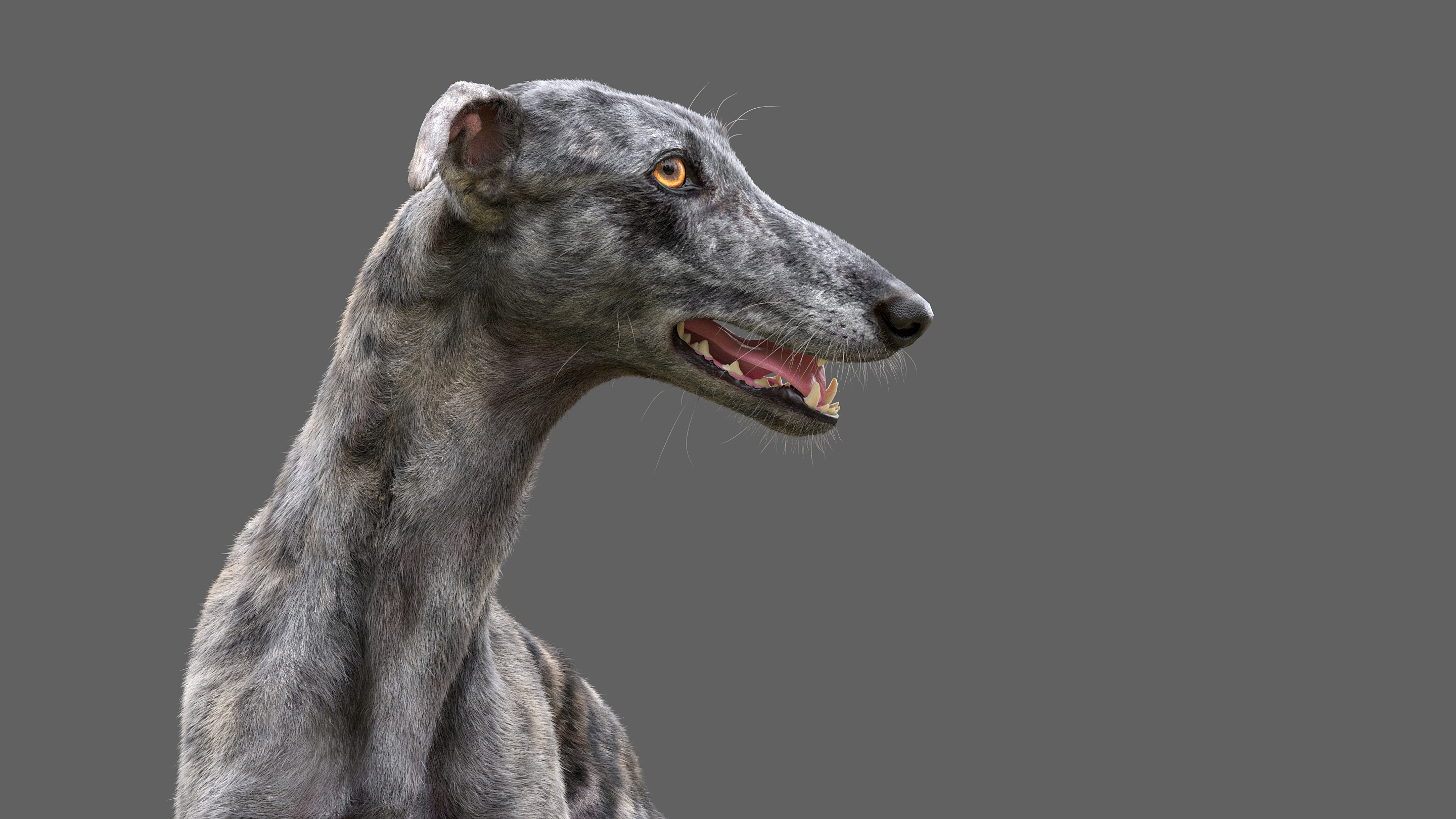 Realistic greyhound fur 2 3D model - TurboSquid 1547638