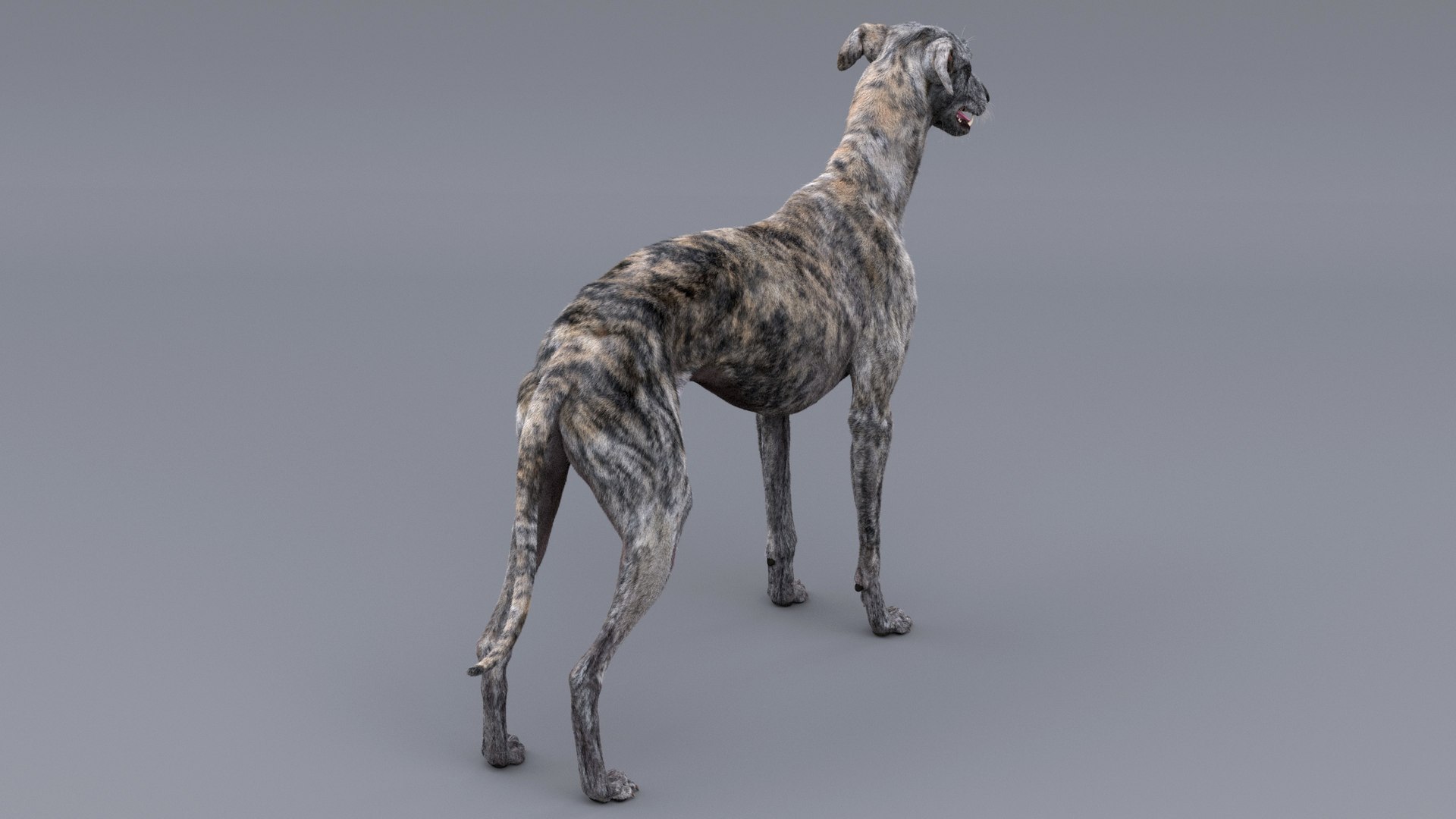 Realistic greyhound fur 2 3D model - TurboSquid 1547638