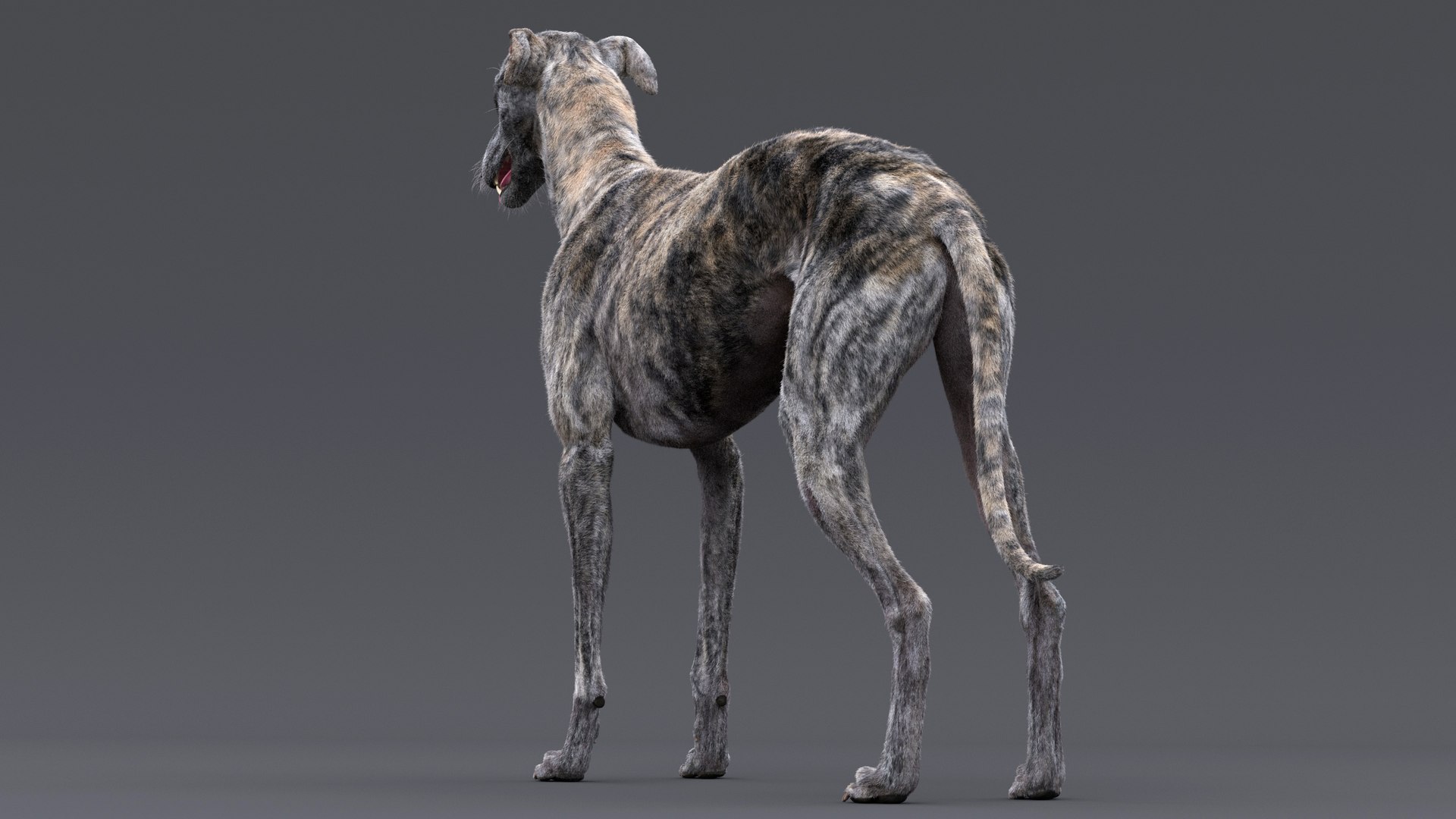 Realistic greyhound fur 2 3D model - TurboSquid 1547638