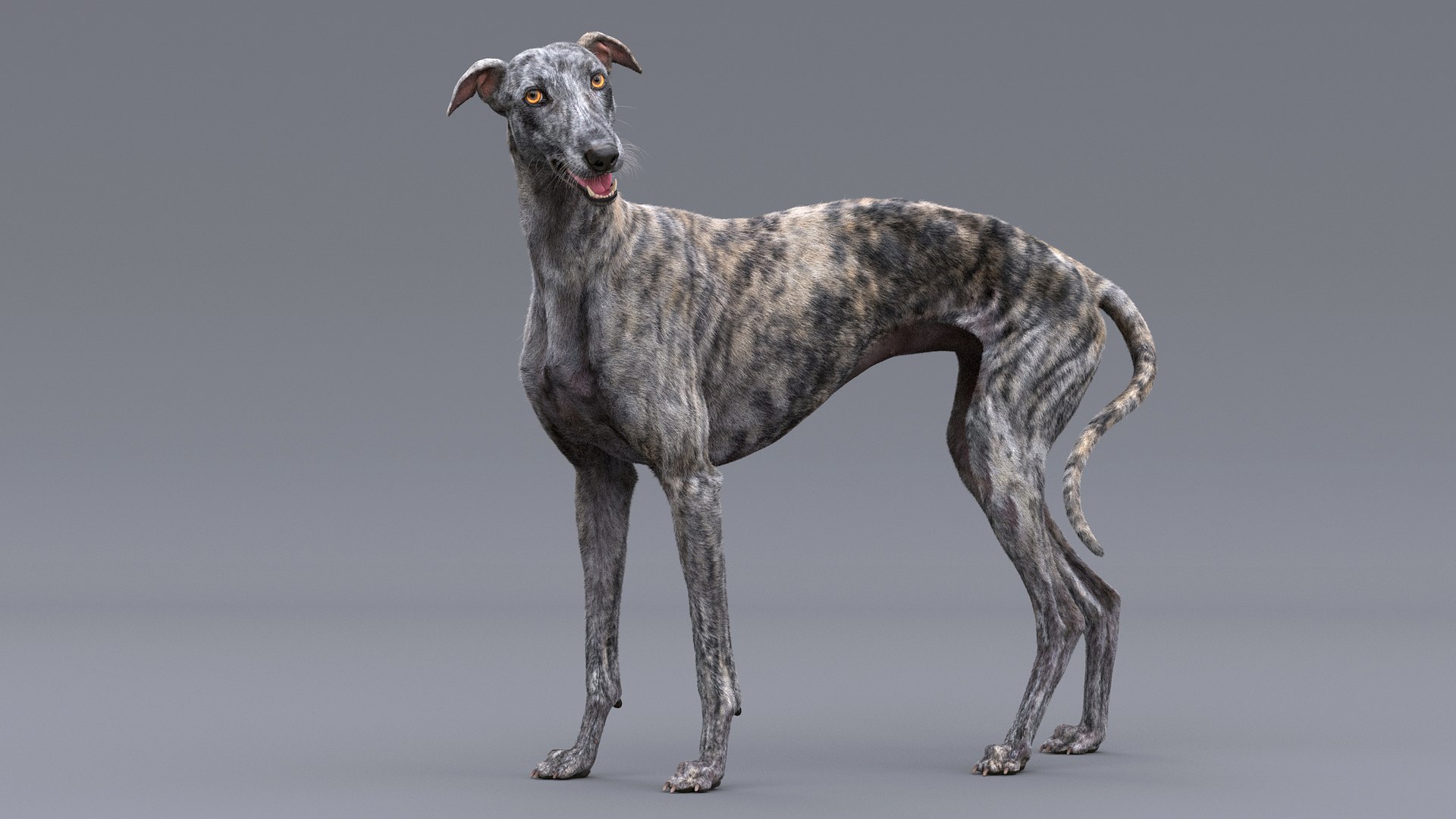 Realistic greyhound fur 2 3D model - TurboSquid 1547638