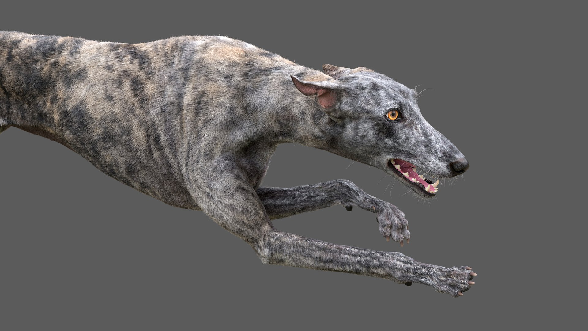 Realistic greyhound fur 2 3D model - TurboSquid 1547638