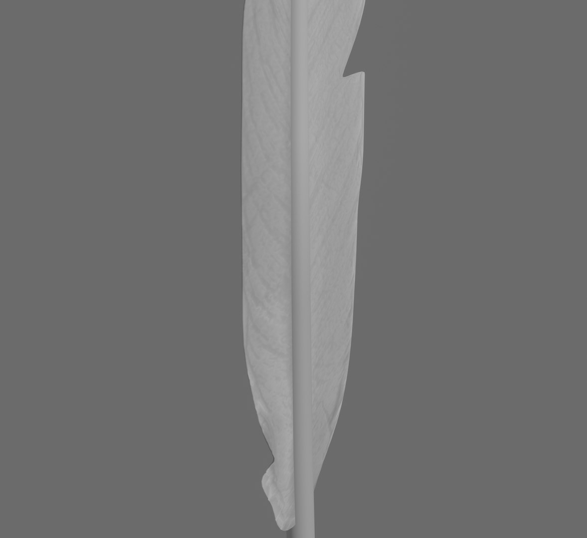 3D Quill Model - TurboSquid 1663207