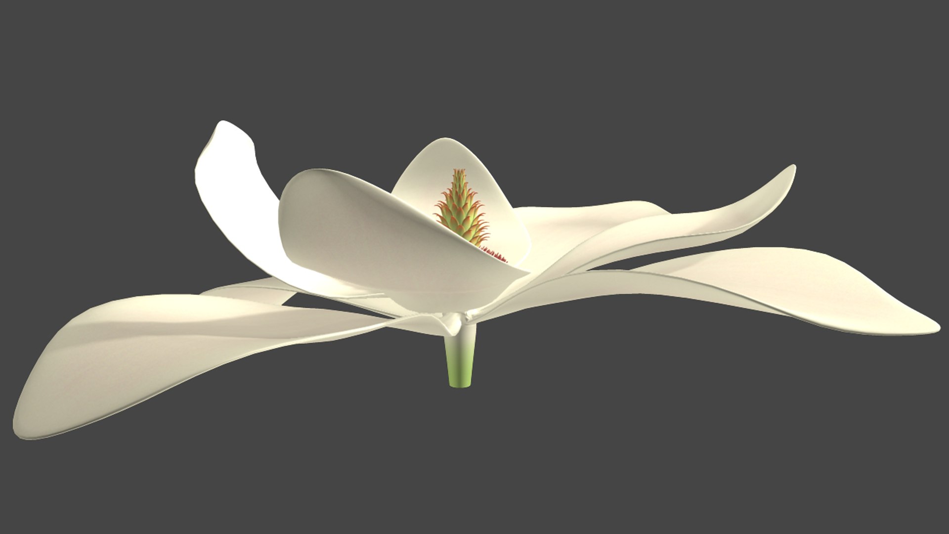 Magnolia Flowering Ma