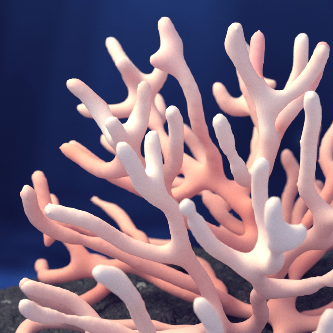 3D Coral - TurboSquid 1532184
