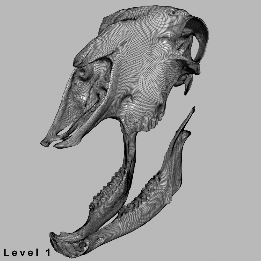 Doe Skull 3d Max