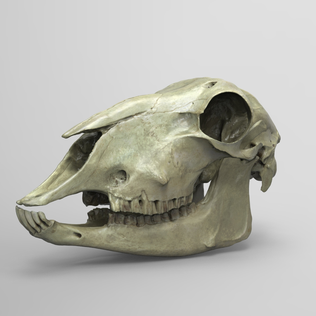 doe skull 3d max