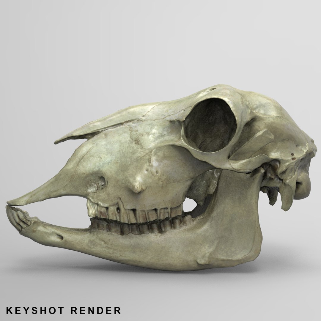 Doe Skull 3d Max