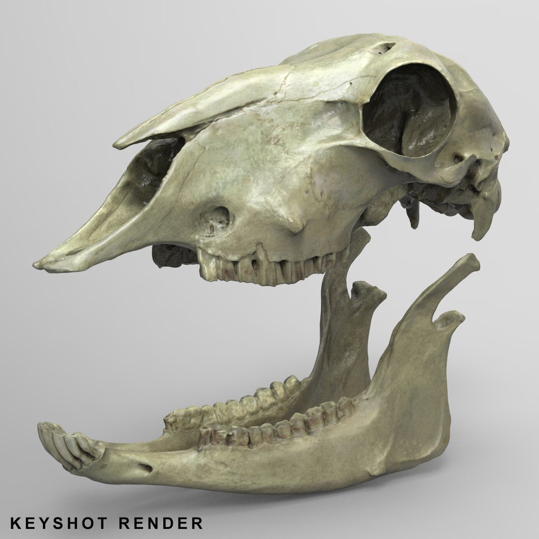 doe skull 3d max