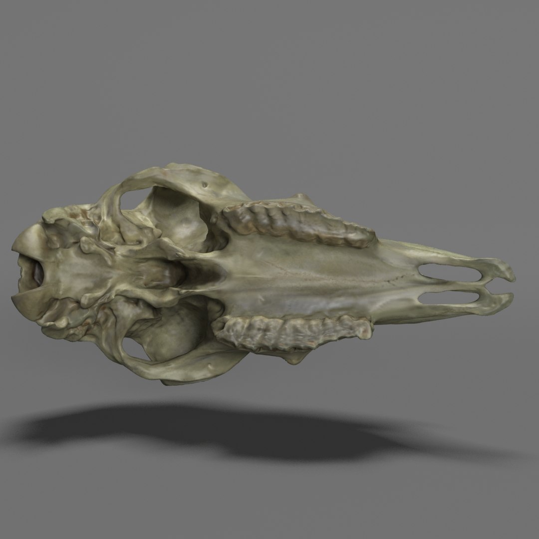Doe Skull 3d Max