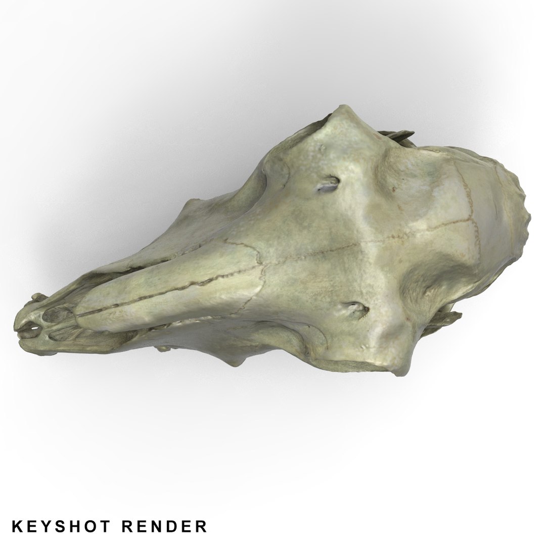 Doe Skull 3d Max