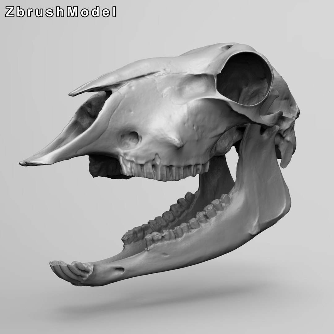 doe skull 3d max