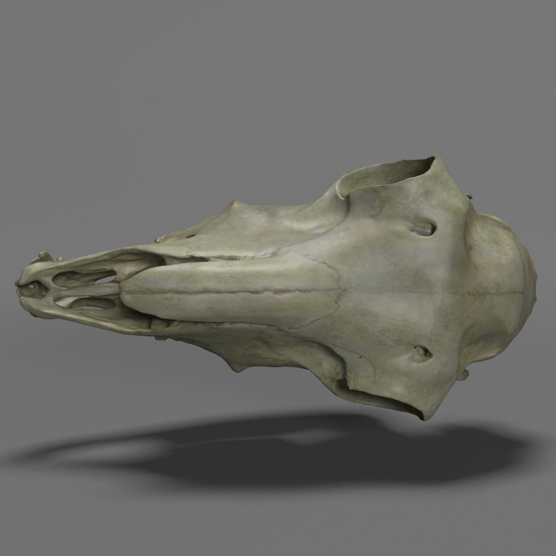 Doe Skull 3d Max
