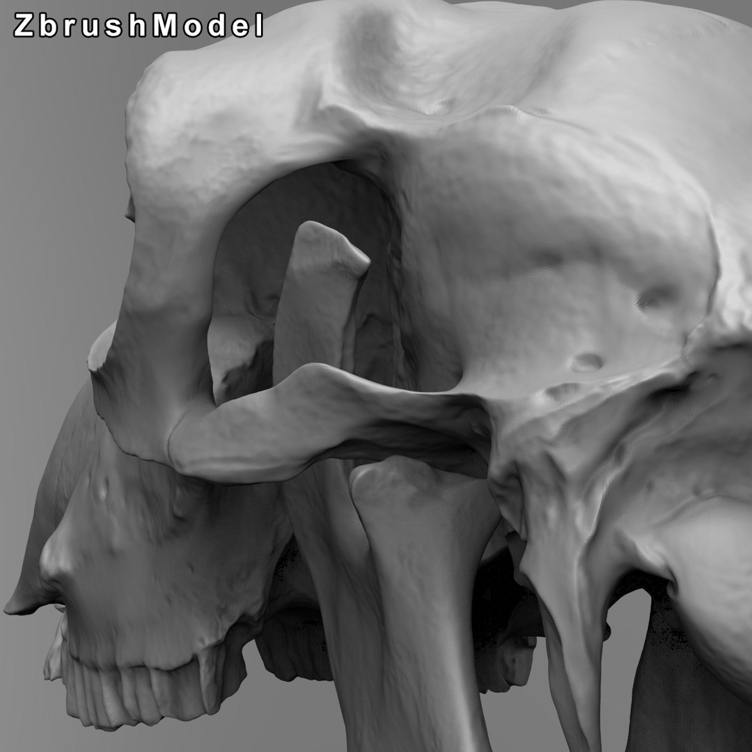 doe skull 3d max
