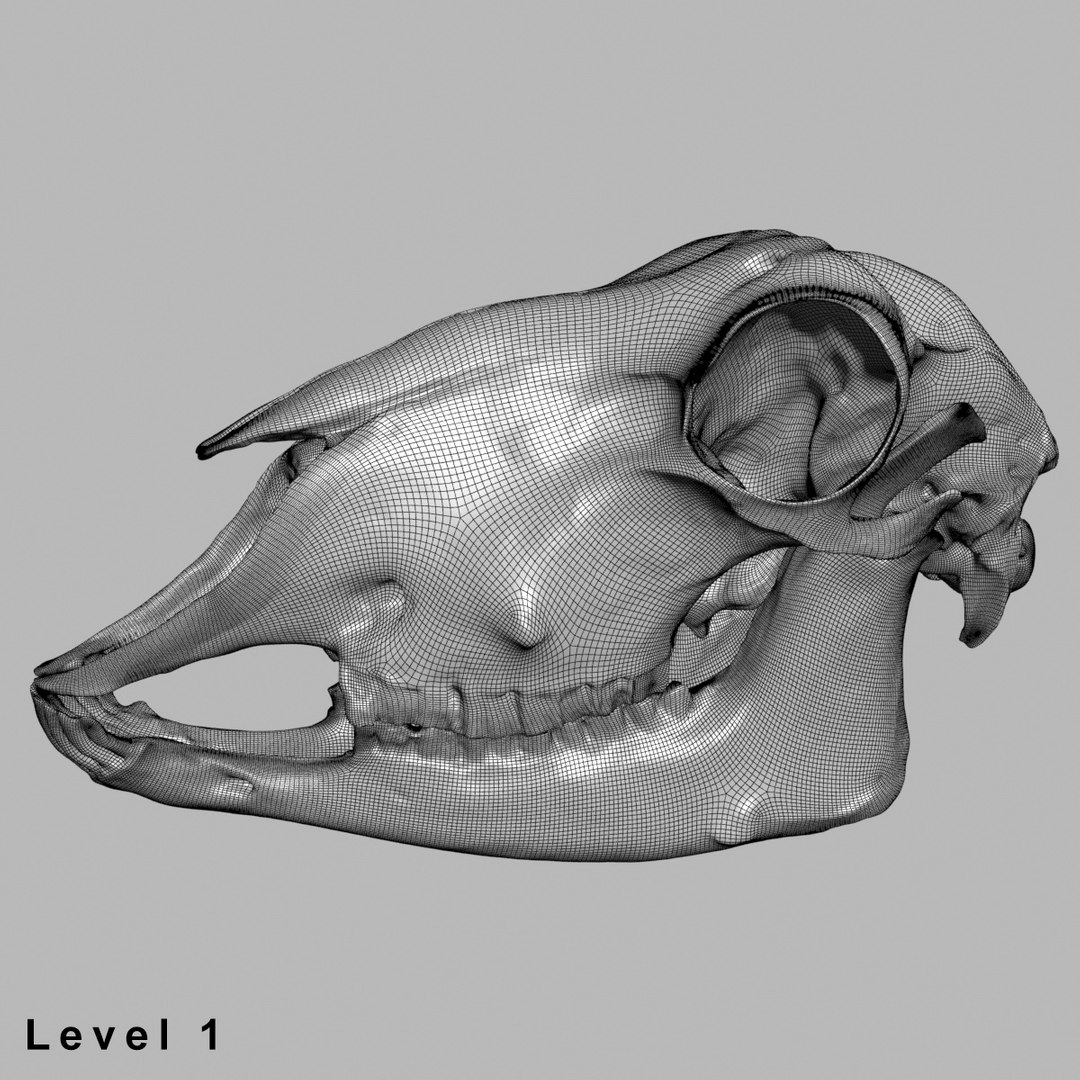 Doe Skull 3d Max