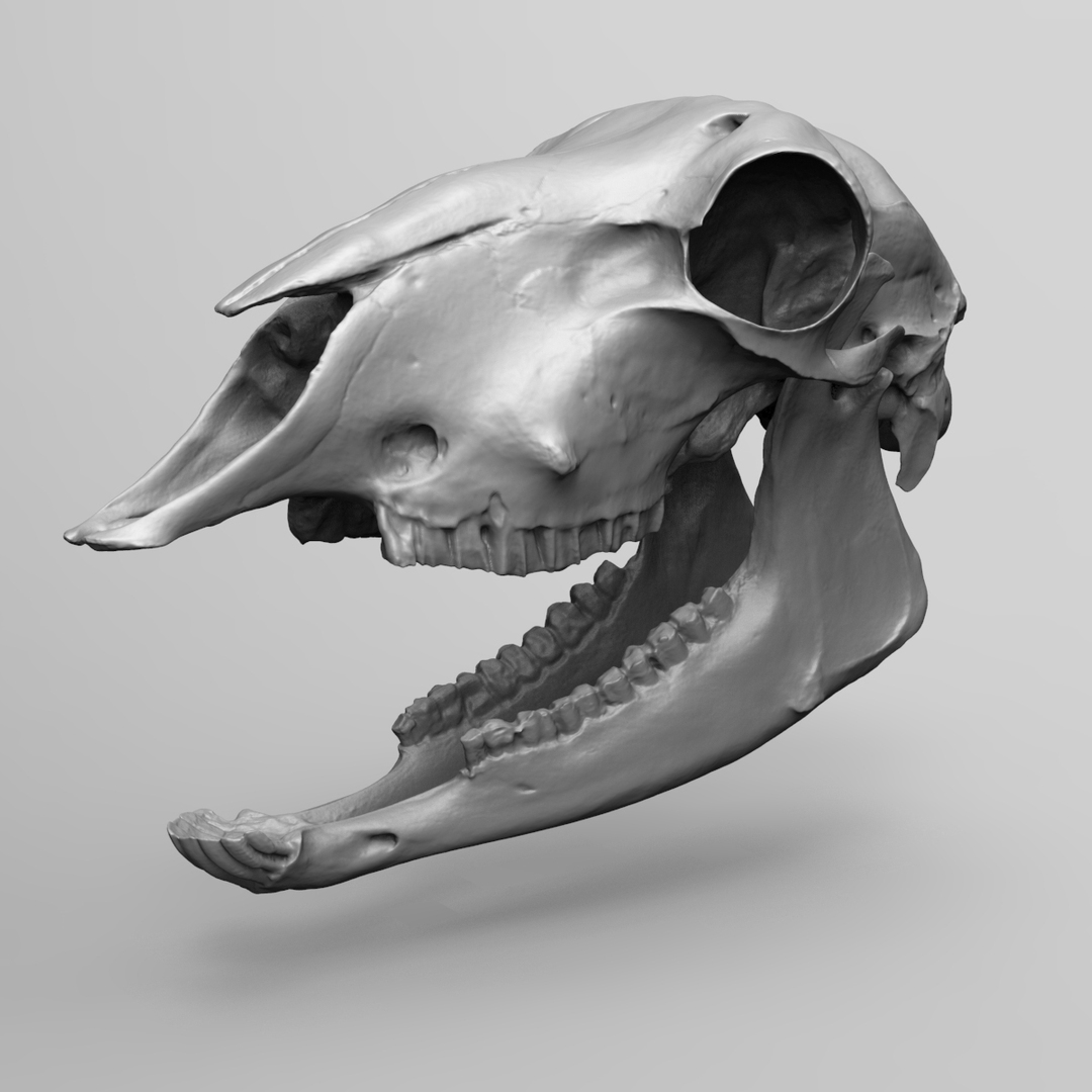 doe skull 3d max