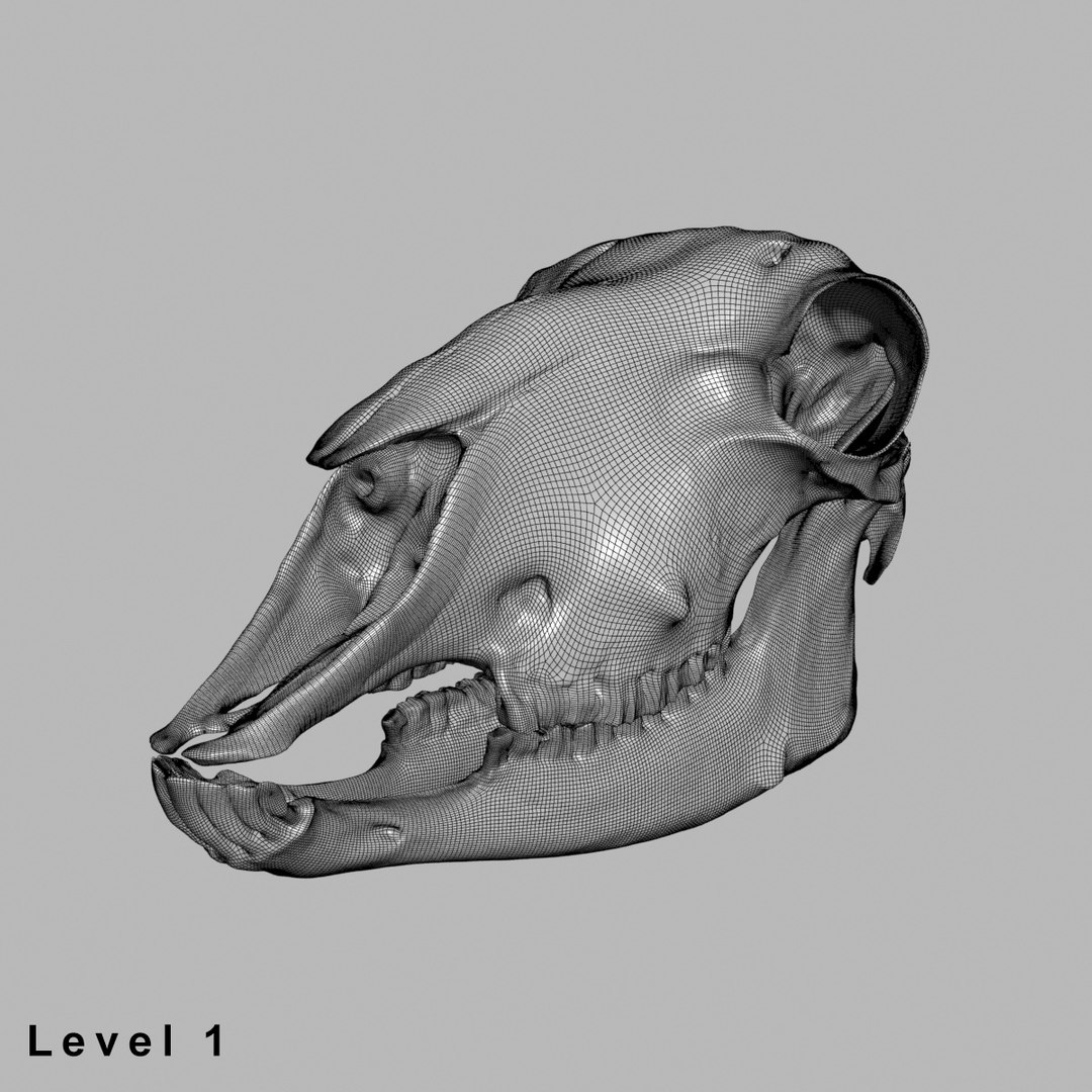 Doe Skull 3d Max