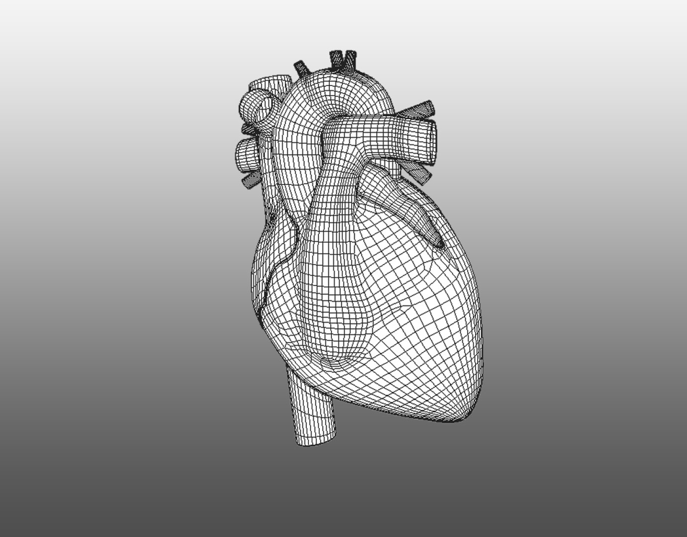 3d Human Heart
