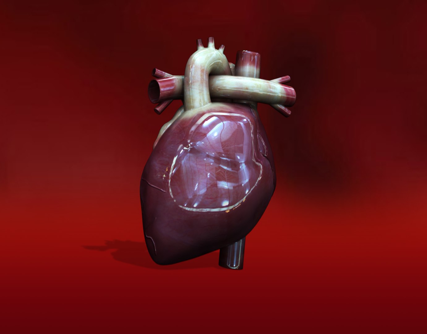 3d Human Heart