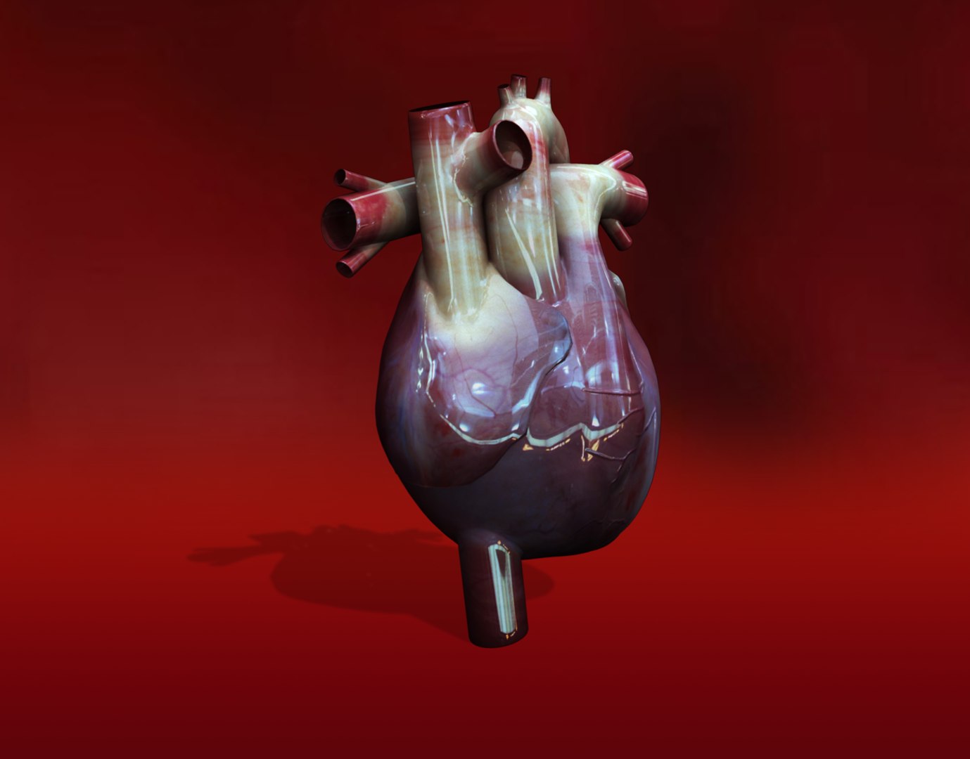 3d Human Heart