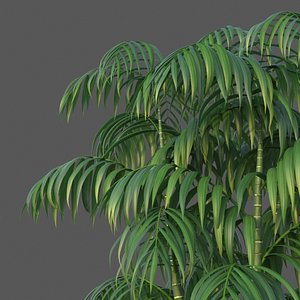 Palm Tree Blender Models for Download | TurboSquid