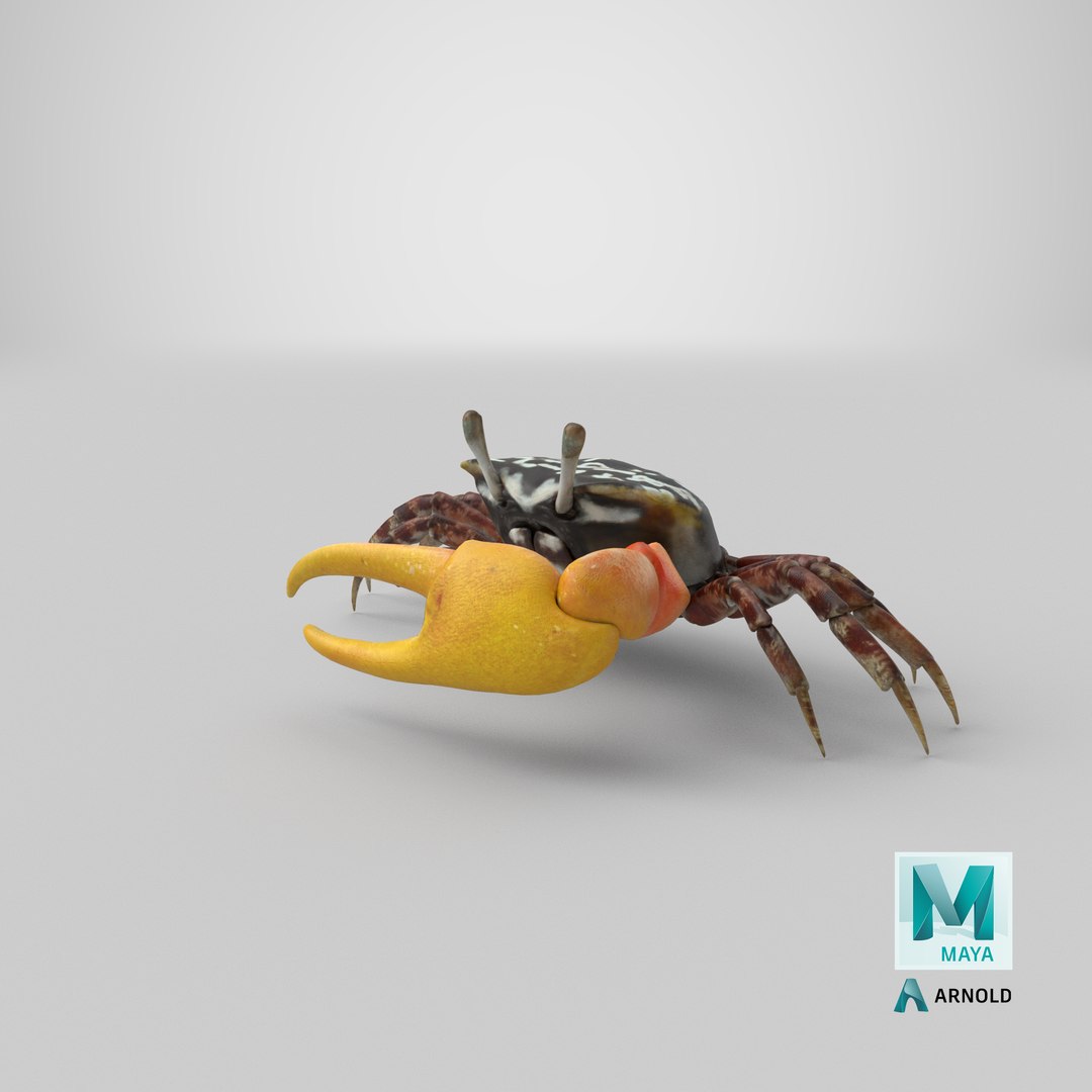 3d Fiddler Crab Model