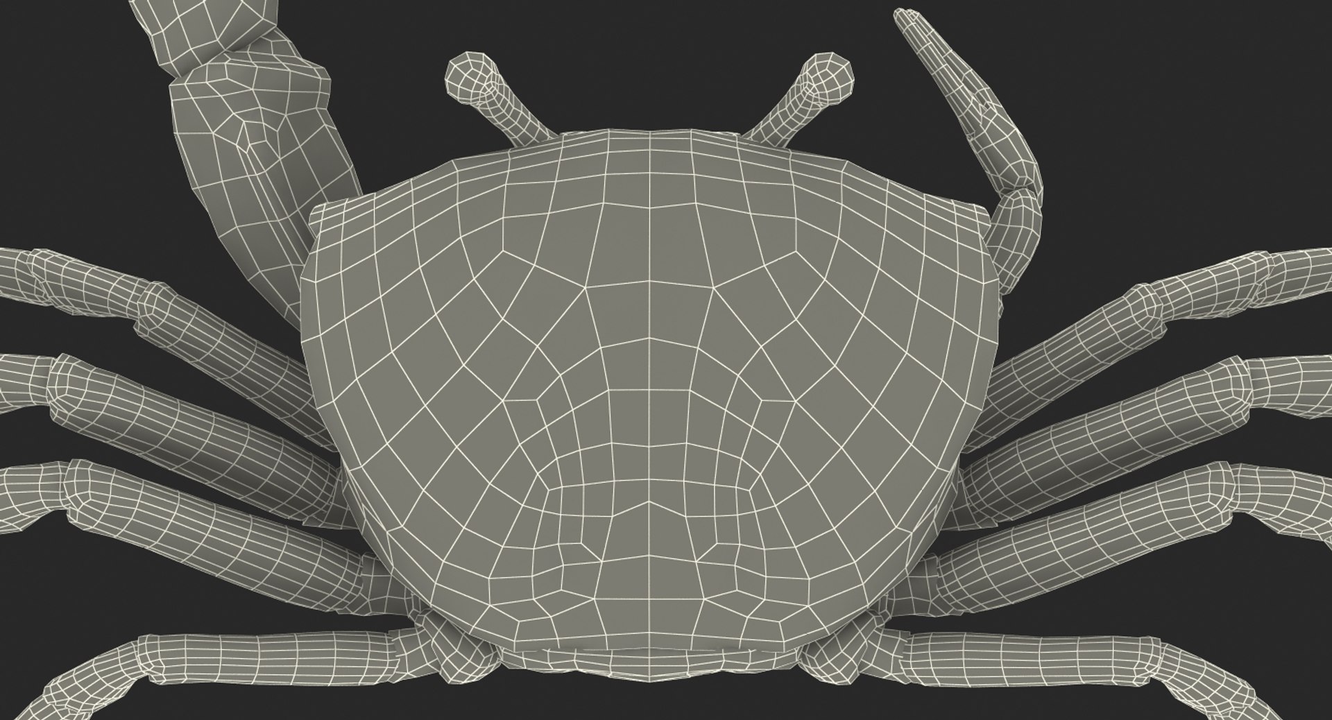 3d Fiddler Crab Model