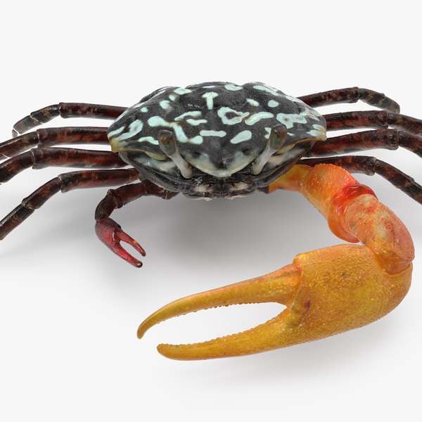 fiddler crab fur 3d model