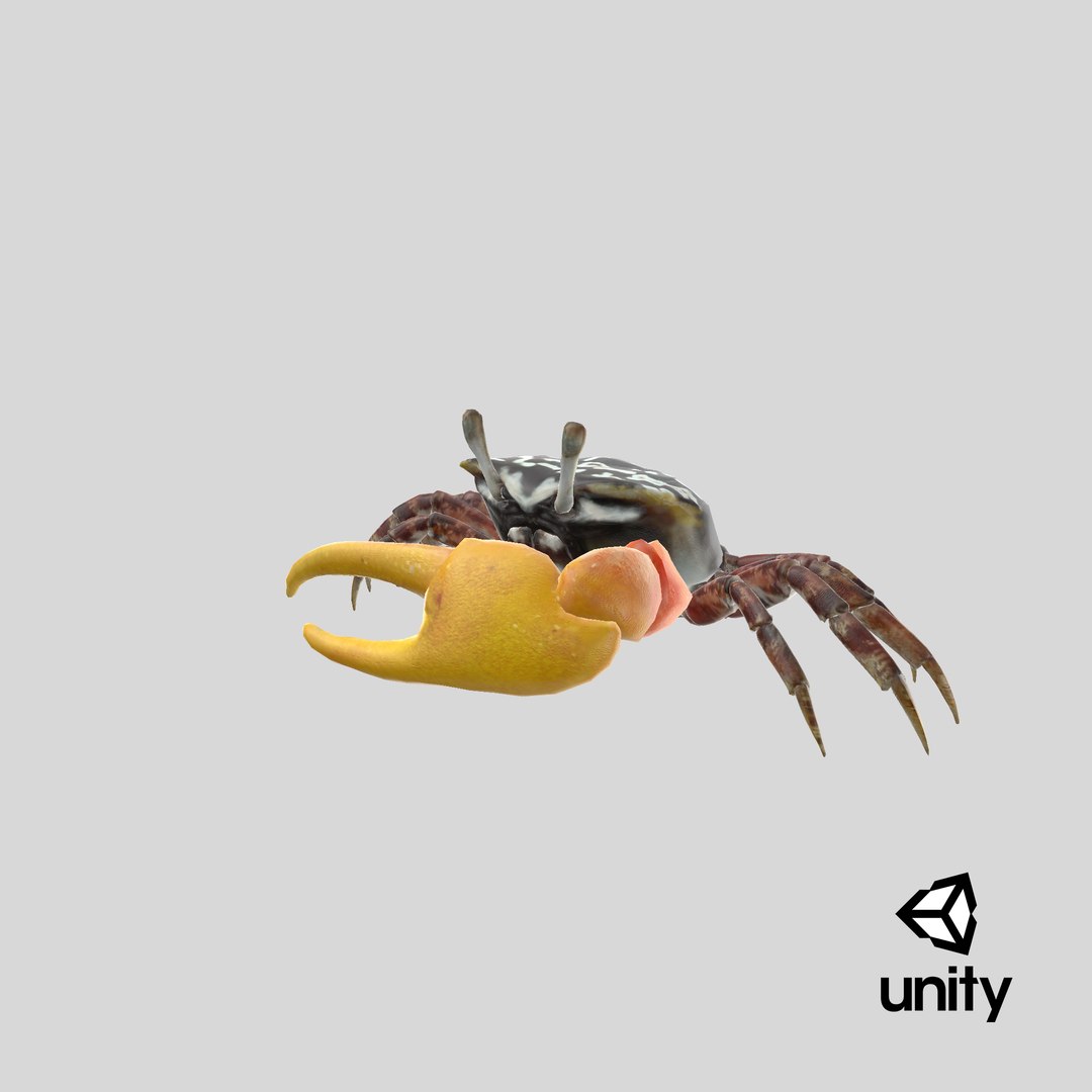 3d Fiddler Crab Model