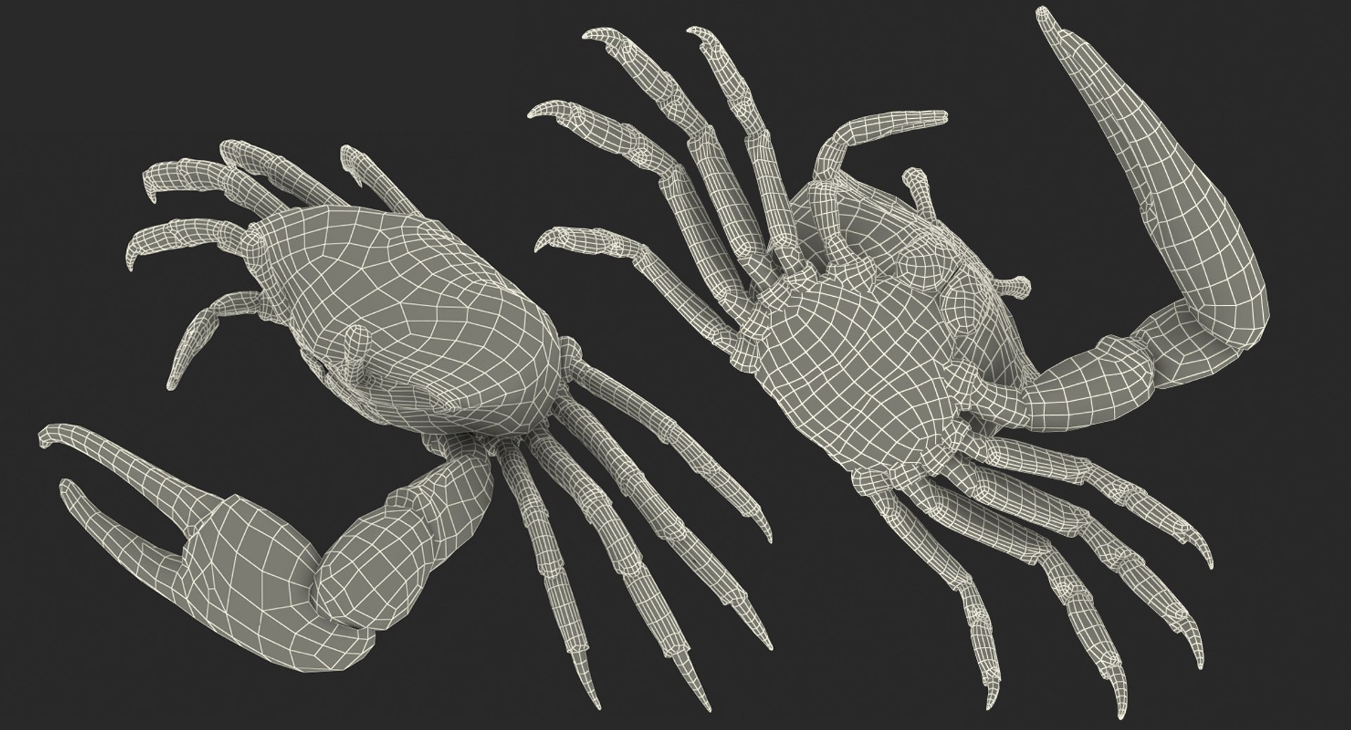 3d Fiddler Crab Model