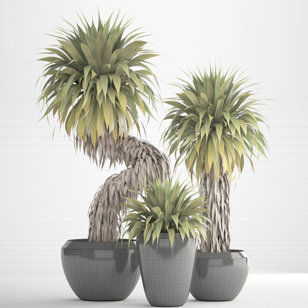 Tropical Plants Yucca 3D Model - TurboSquid 1243521