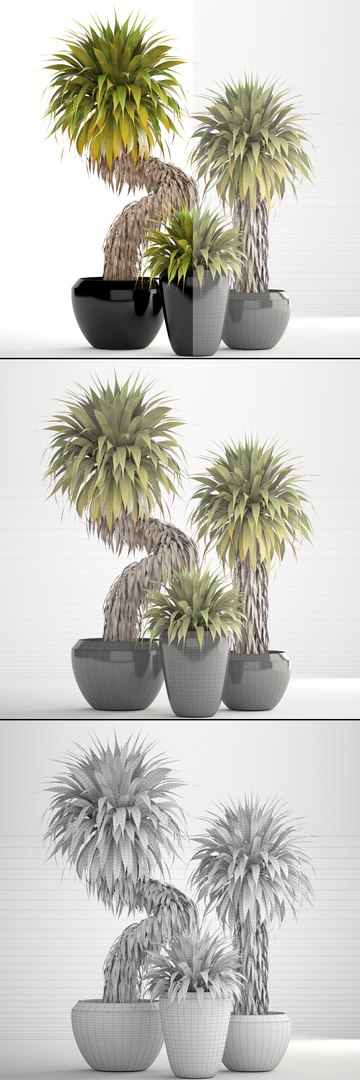 Tropical Plants Yucca 3D Model - TurboSquid 1243521