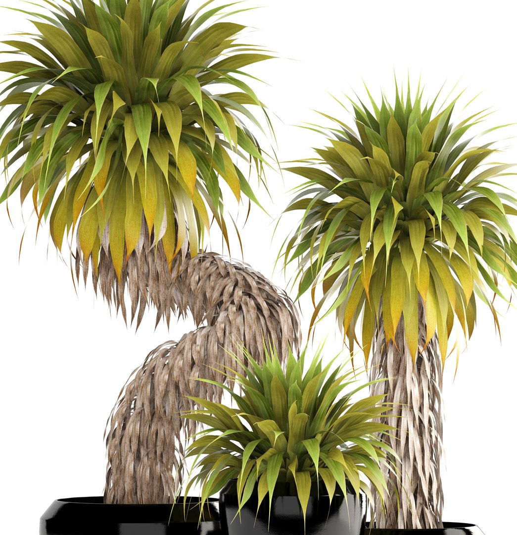 Tropical Plants Yucca 3D Model - TurboSquid 1243521