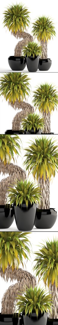 Tropical Plants Yucca 3D Model - TurboSquid 1243521