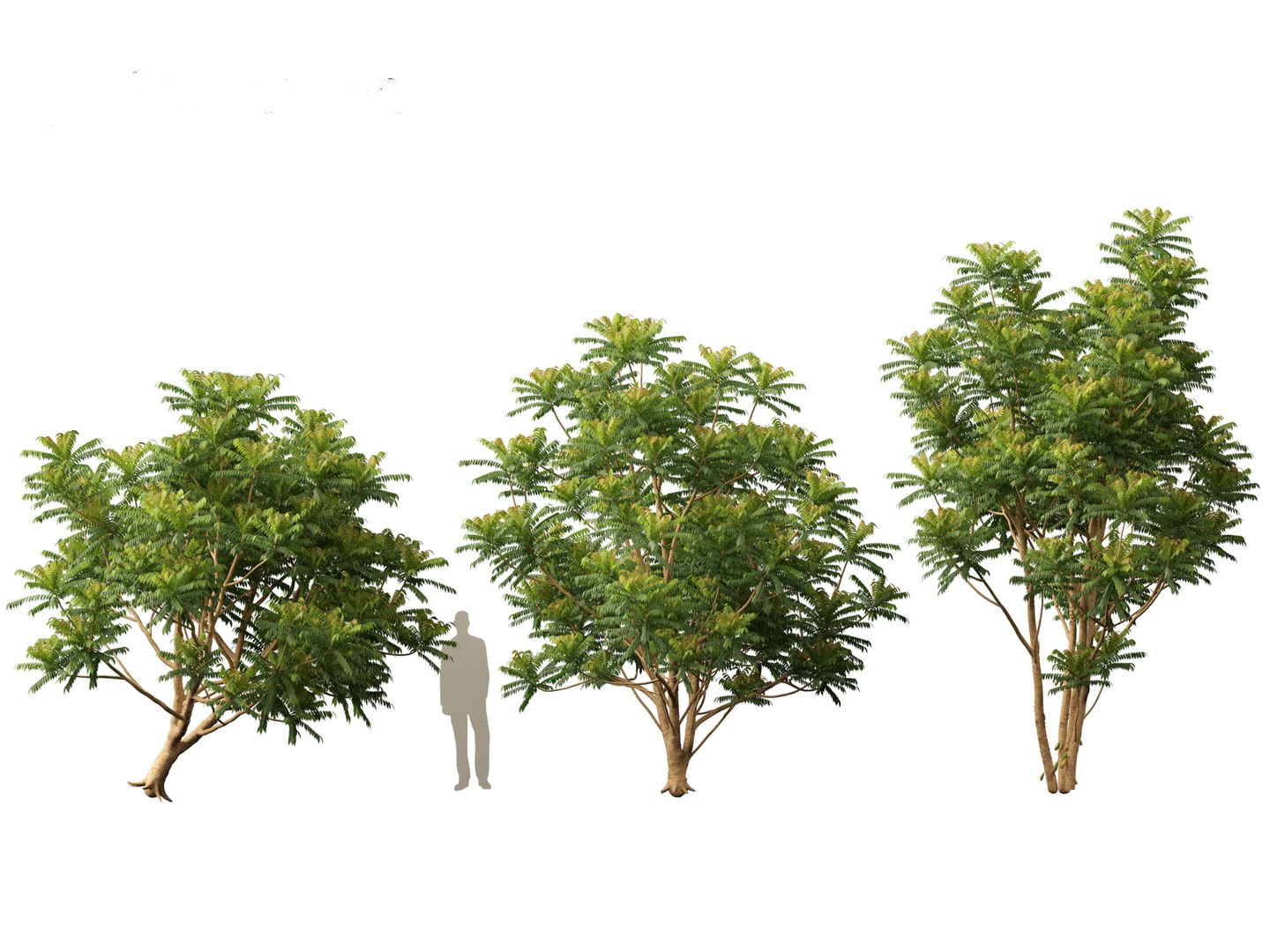 3D Averrhoa Bilimbi - Cucumber Tree Model - TurboSquid 2146572