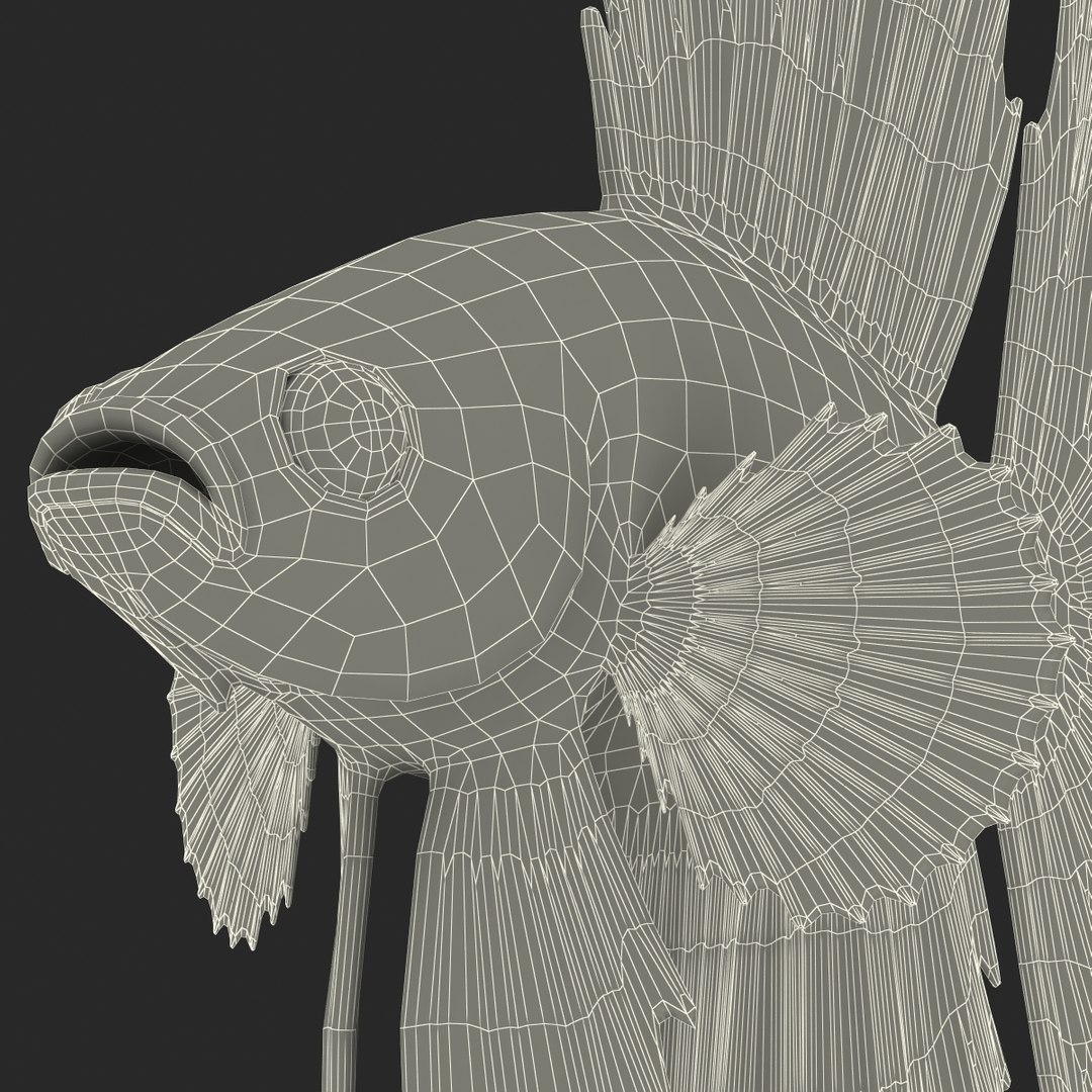 3d model betta fish