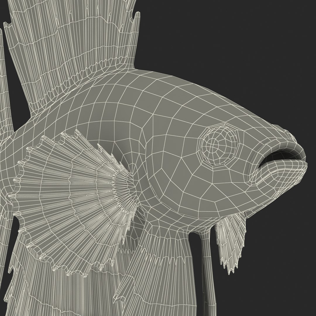 3d Model Betta Fish