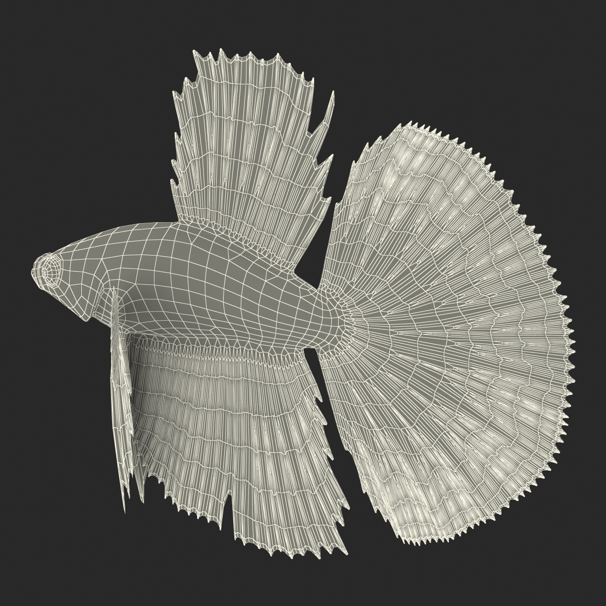 3d model betta fish